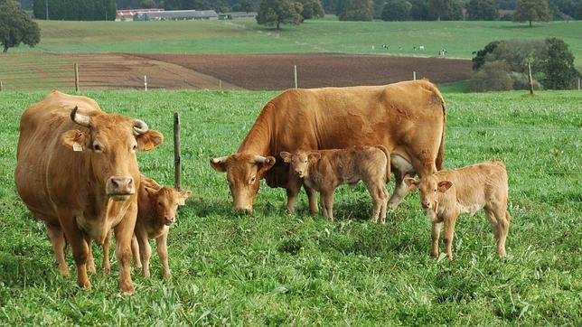 Pienso vacuno de carne | Agropres